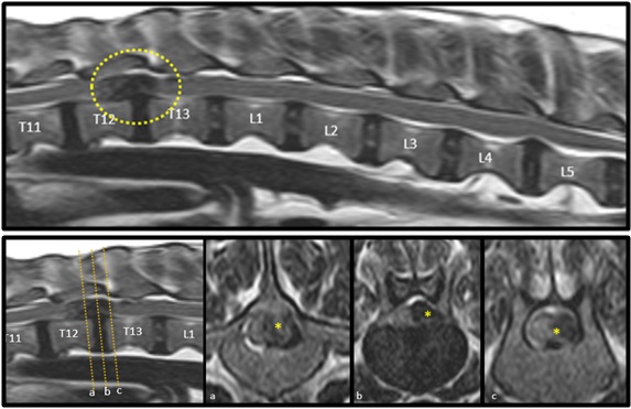 강아지 디스크(IVDD:추간판탈출증) MRI 촬영으로 정확하게 진단해야